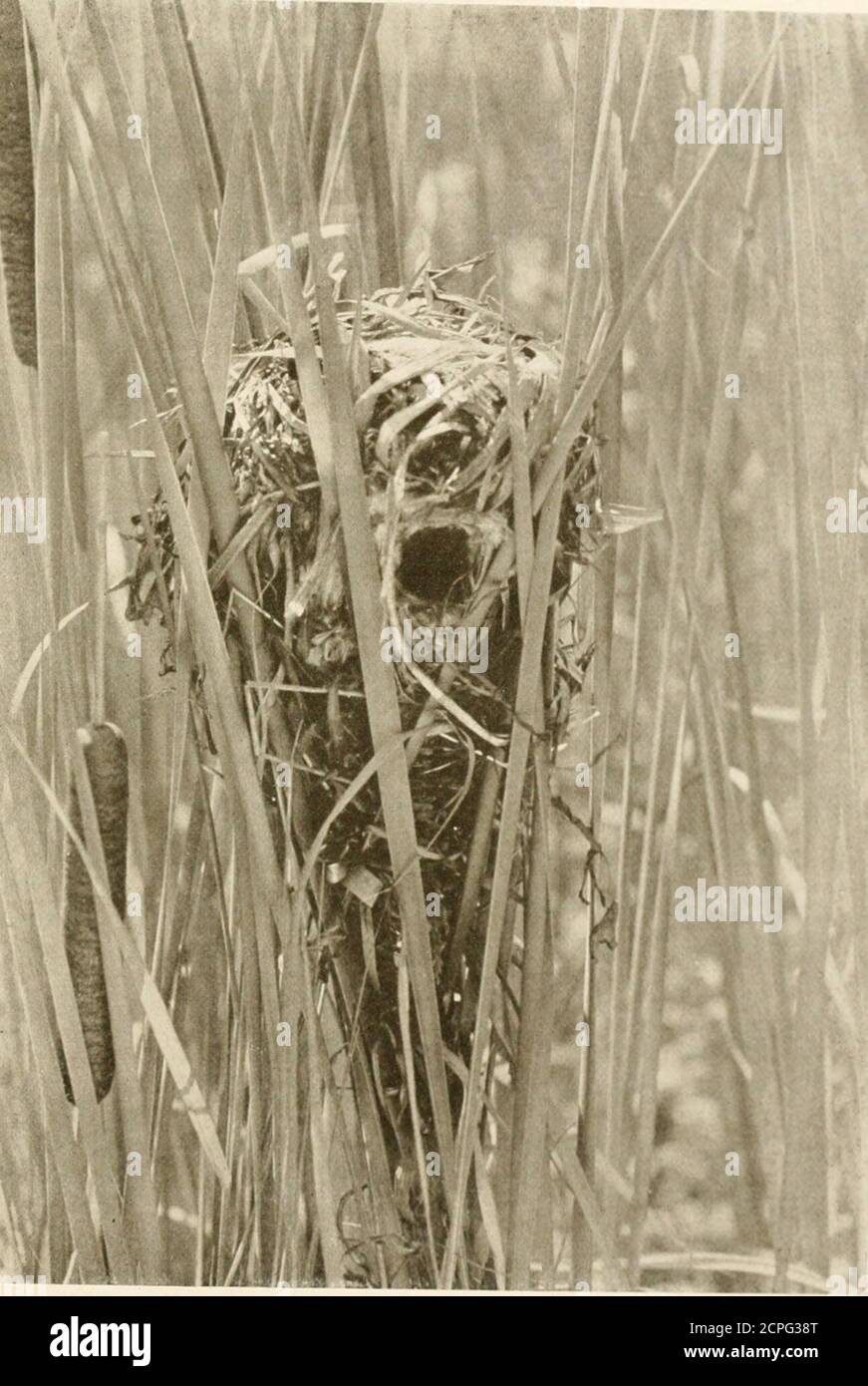 Nest in nests made by other animals hi-res stock photography and images ...