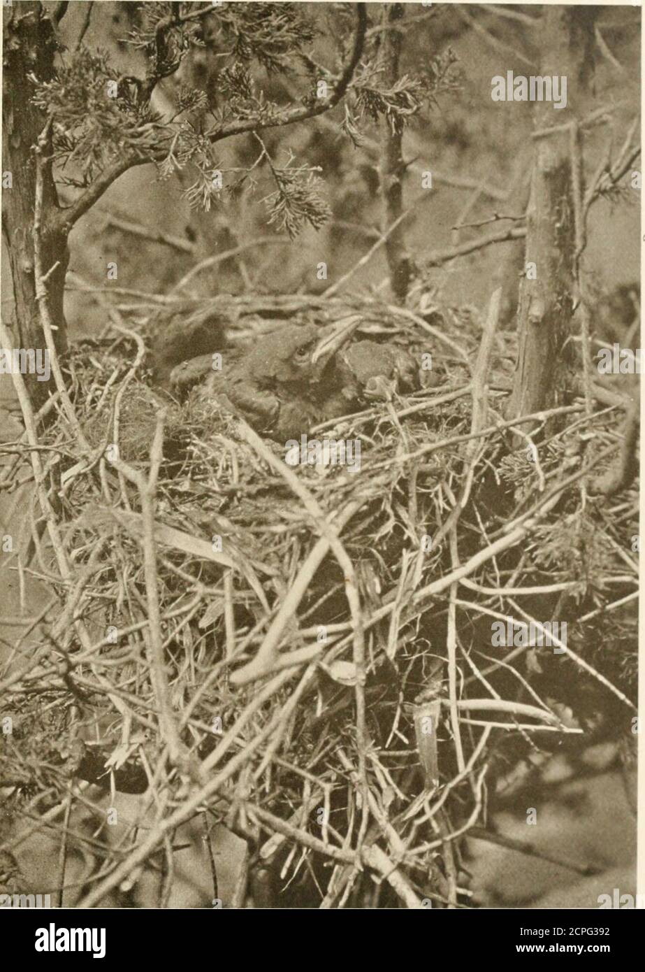 . Nature and the camera; how to photograph live birds and their nests ...