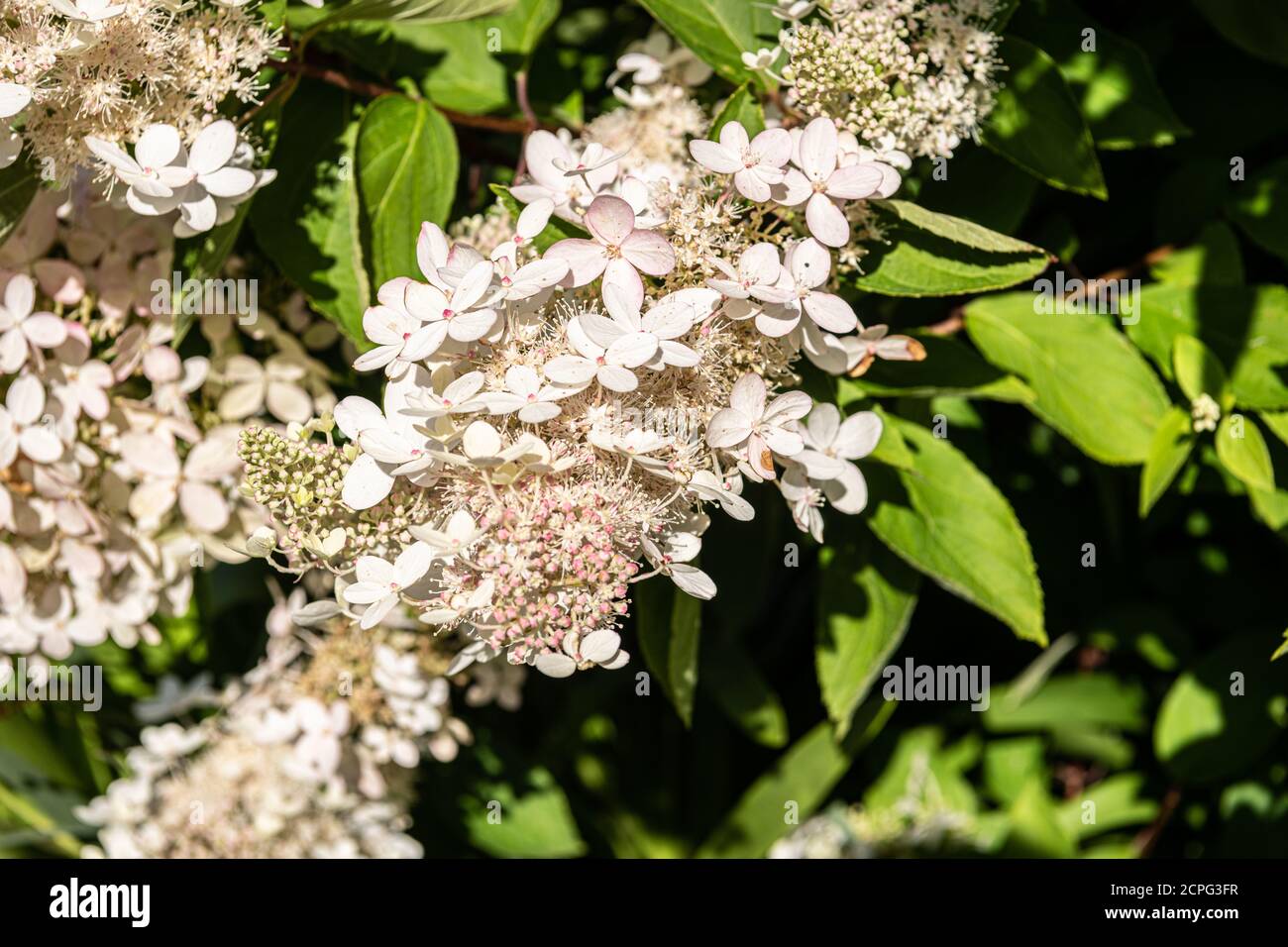 Hydrangea Paniculata Kyushu flowers in bloom Stock Photo - Alamy