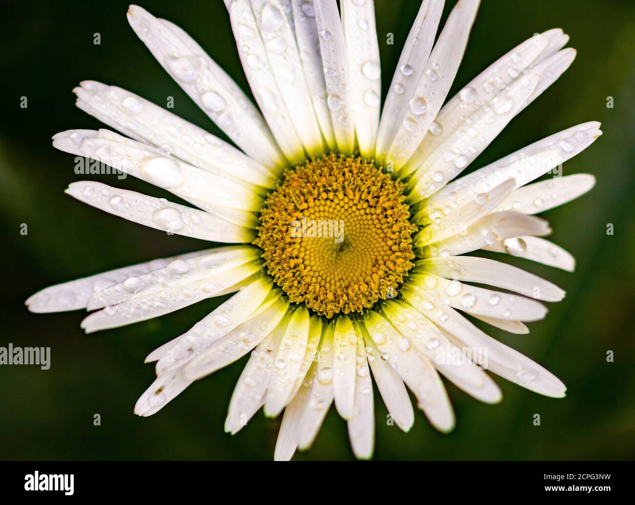 Daisy with dark background and rain drops Stock Photo - Alamy