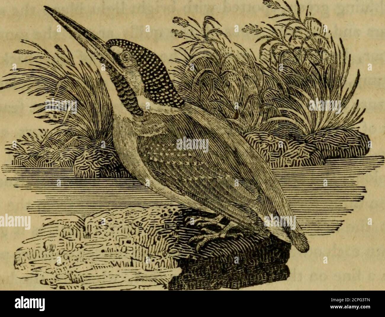 Being a very large bird with long legs hi-res stock photography and ...