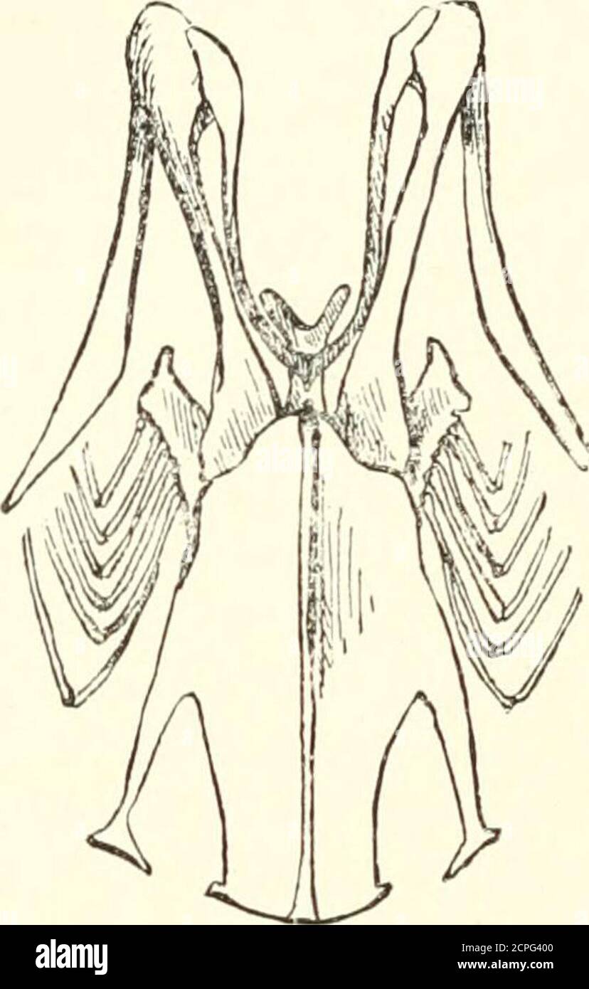 Prominent rib structure hi-res stock photography and images - Alamy