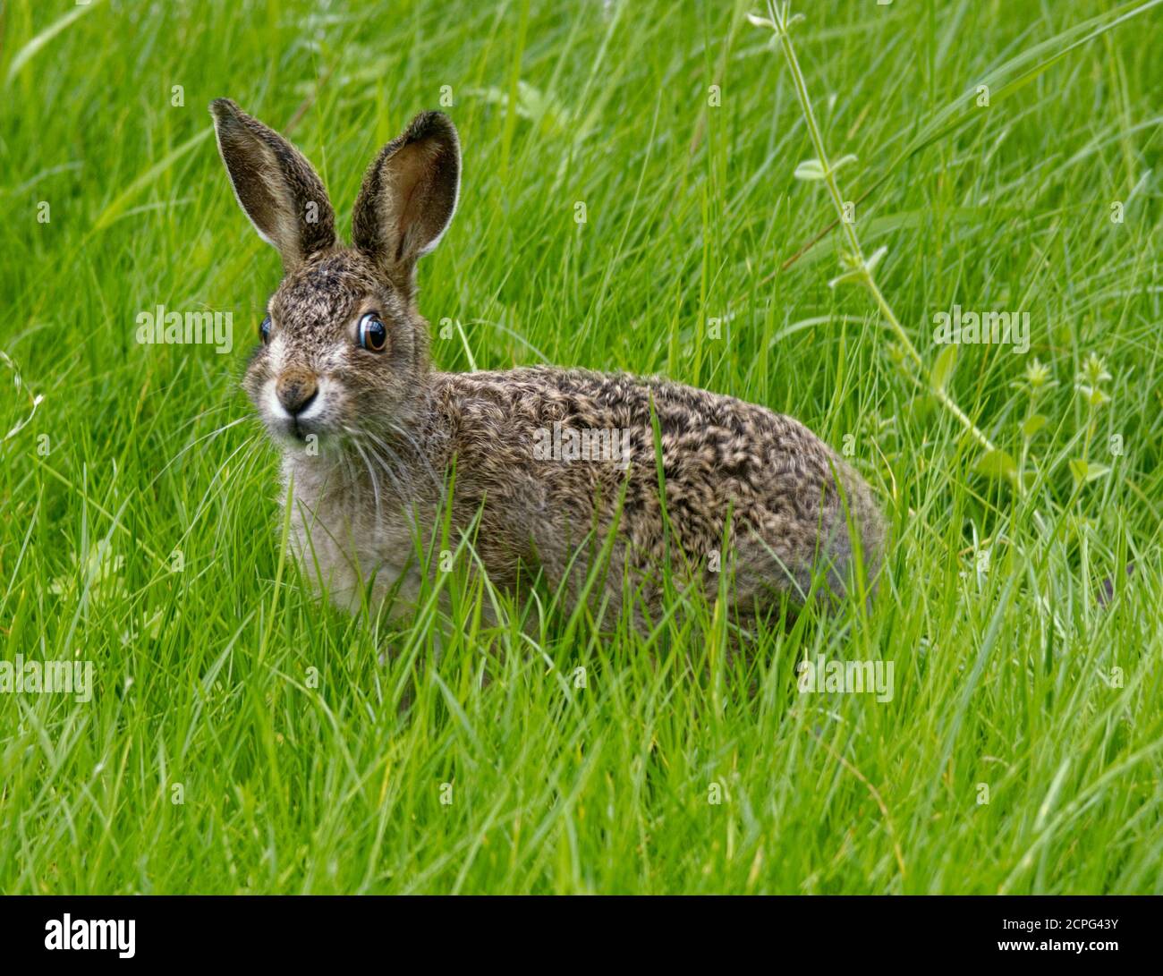 European Brown Hare (Lepus europaeus) Leveret in meadow during daytime ...