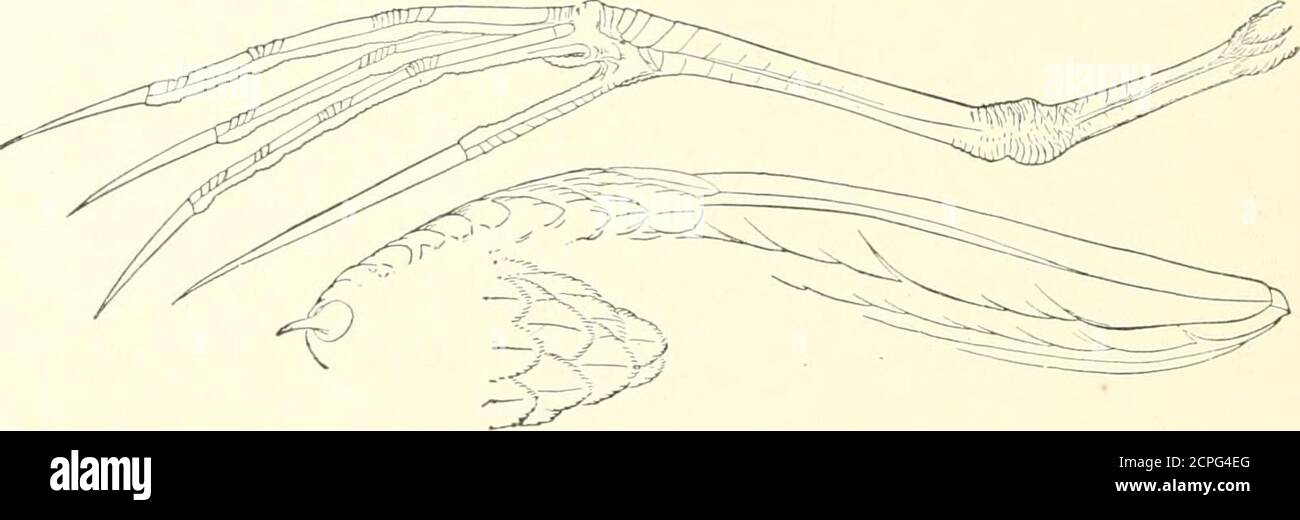 Scansorial bird hi-res stock photography and images - Alamy