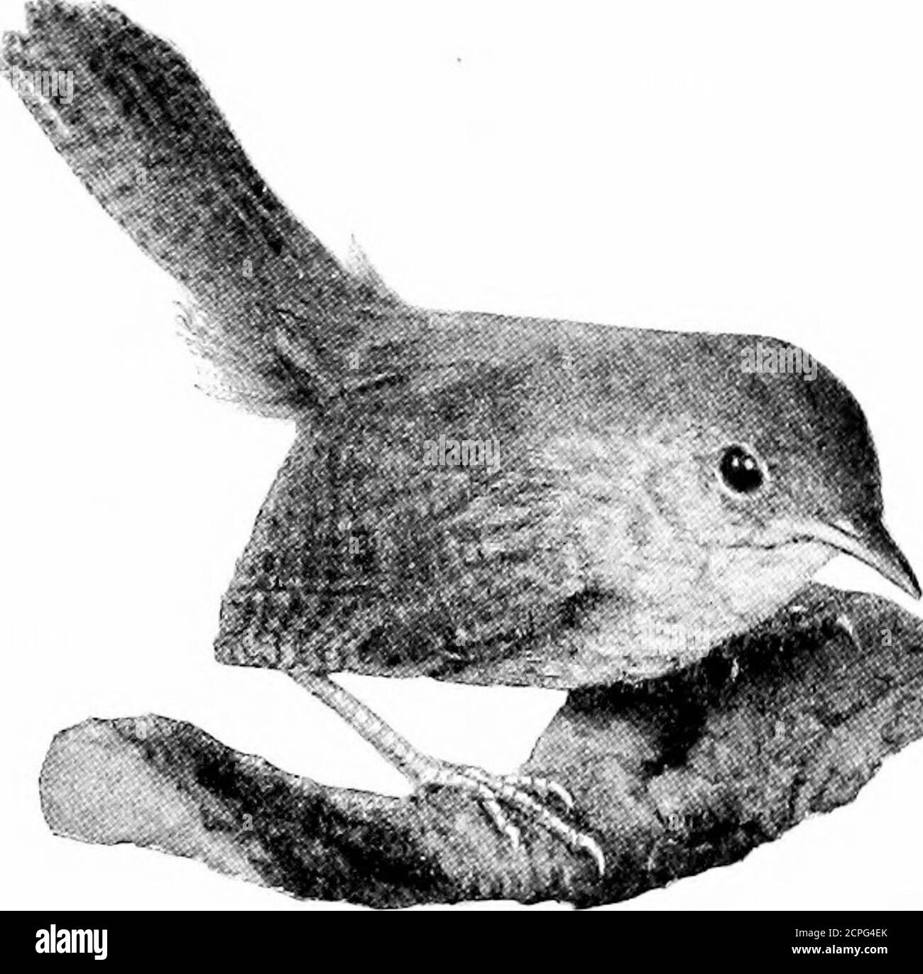 Protect nesting birds Cut Out Stock Images & Pictures - Alamy