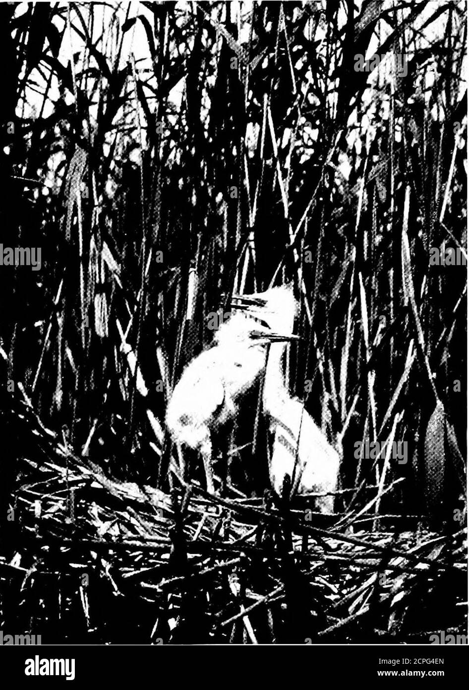 Frantic paddle hi-res stock photography and images - Alamy