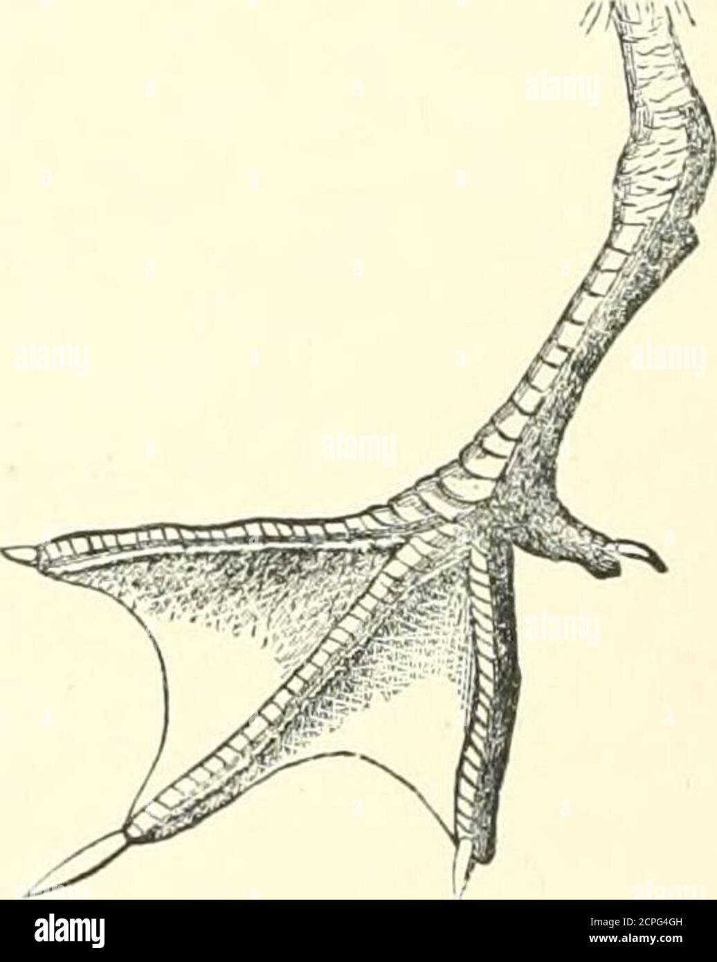 Semipalmation hi-res stock photography and images - Alamy