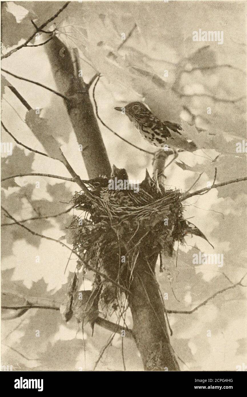 . Nature and the camera; how to photograph live birds and their nests ...