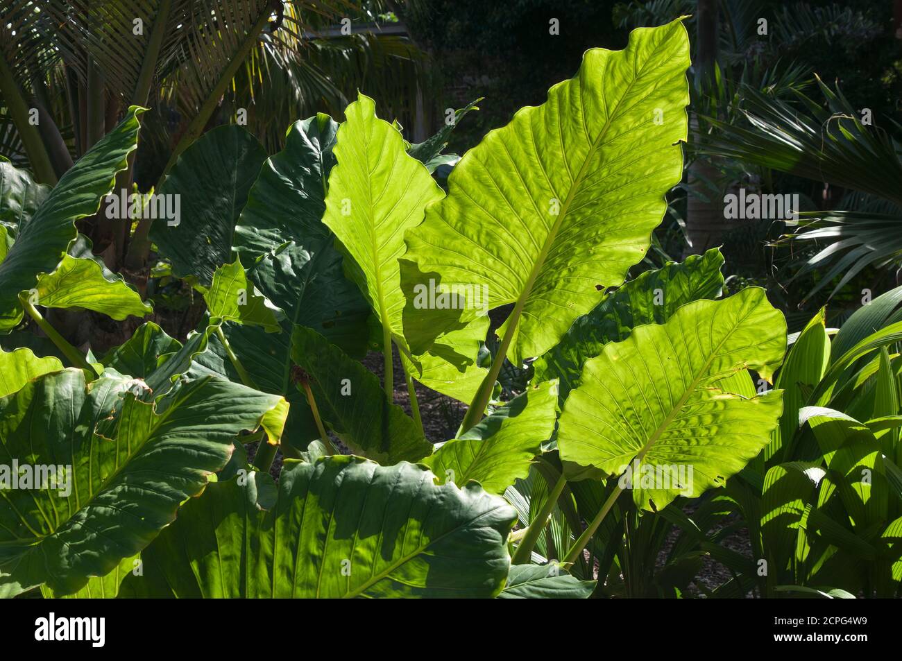 Large Palm Leaves High Resolution Stock Photography and Images - Alamy