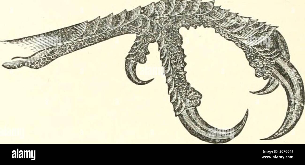 . Handbook of field and general ornithology; a manual of the structure ...