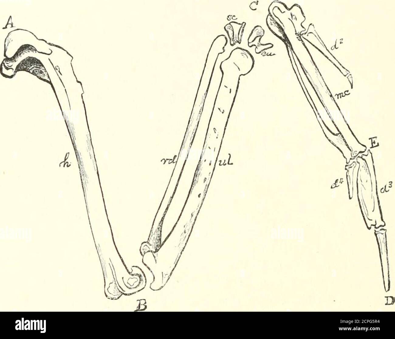 . Handbook of field and general ornithology; a manual of the structure ...
