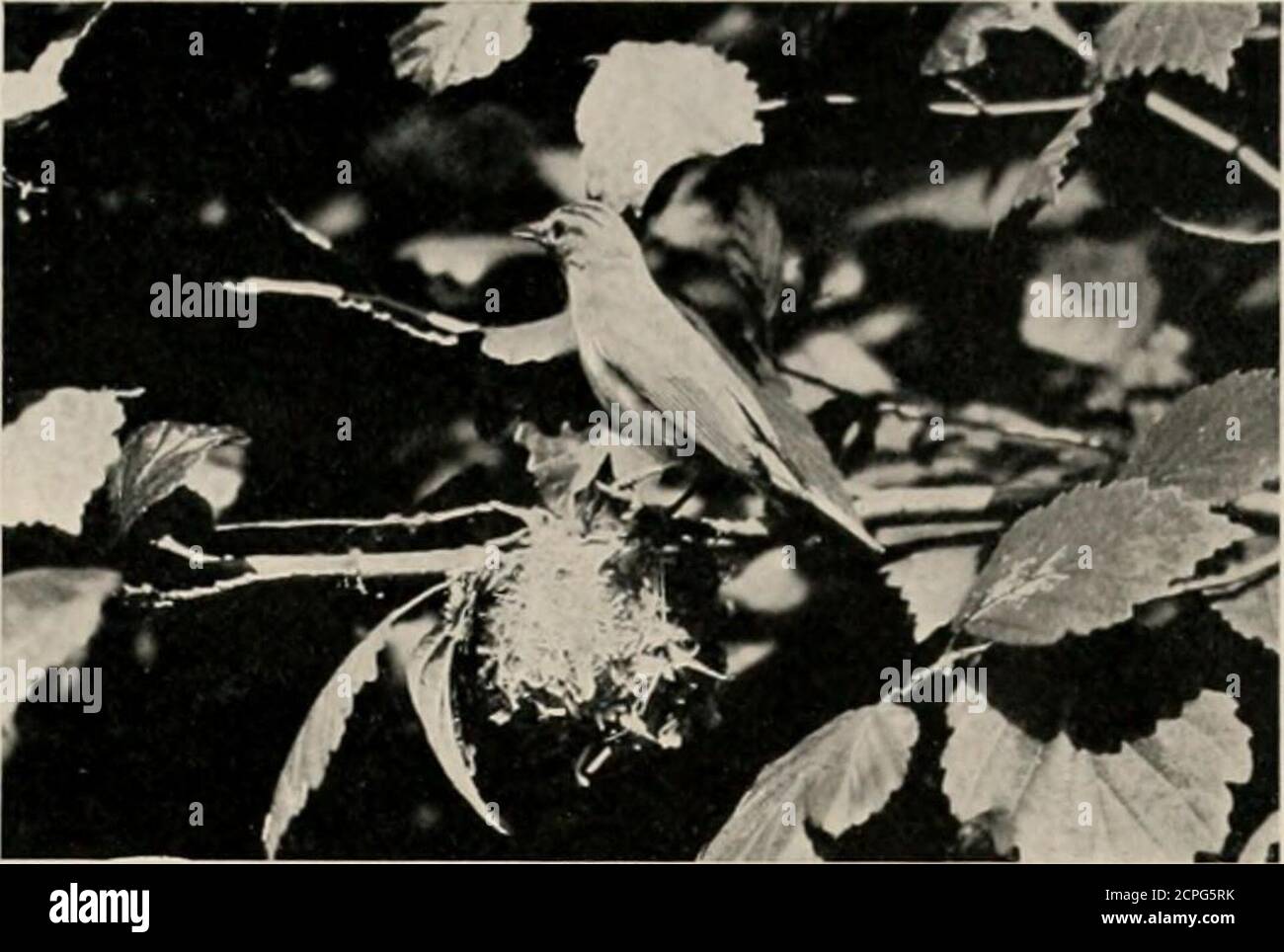 Another sleek bird hi-res stock photography and images - Alamy