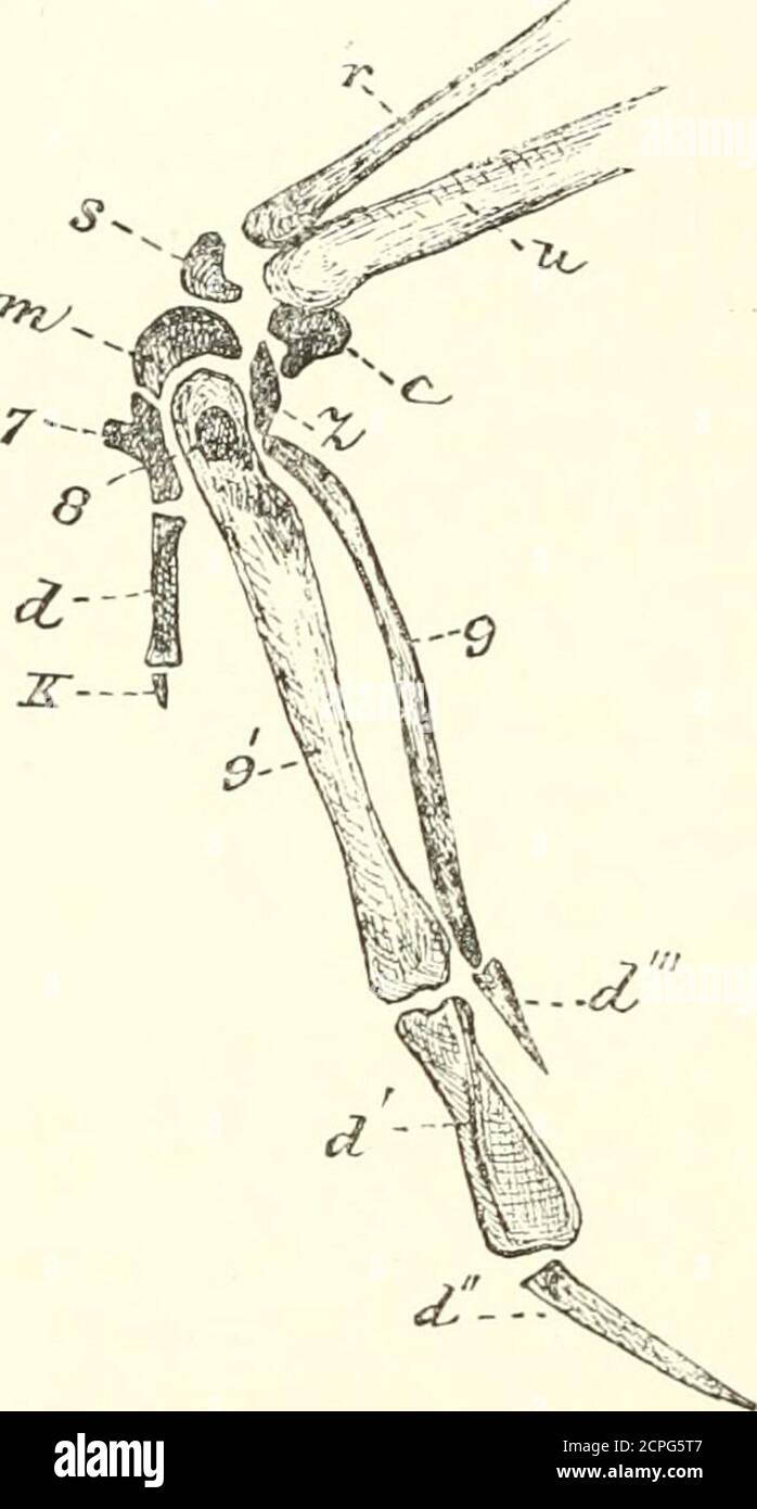 . Handbook of field and general ornithology; a manual of the structure ...