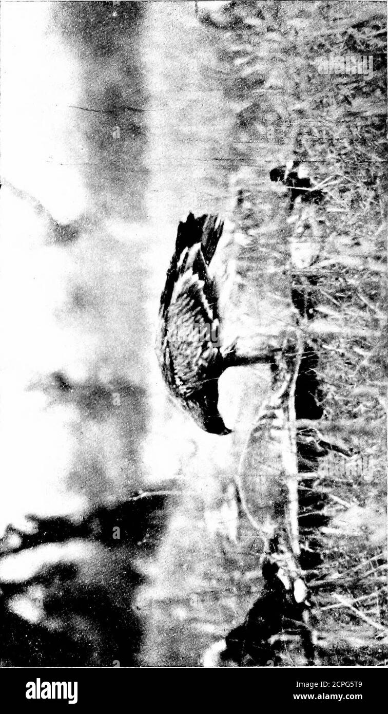 Crows on a trunk hi-res stock photography and images - Alamy