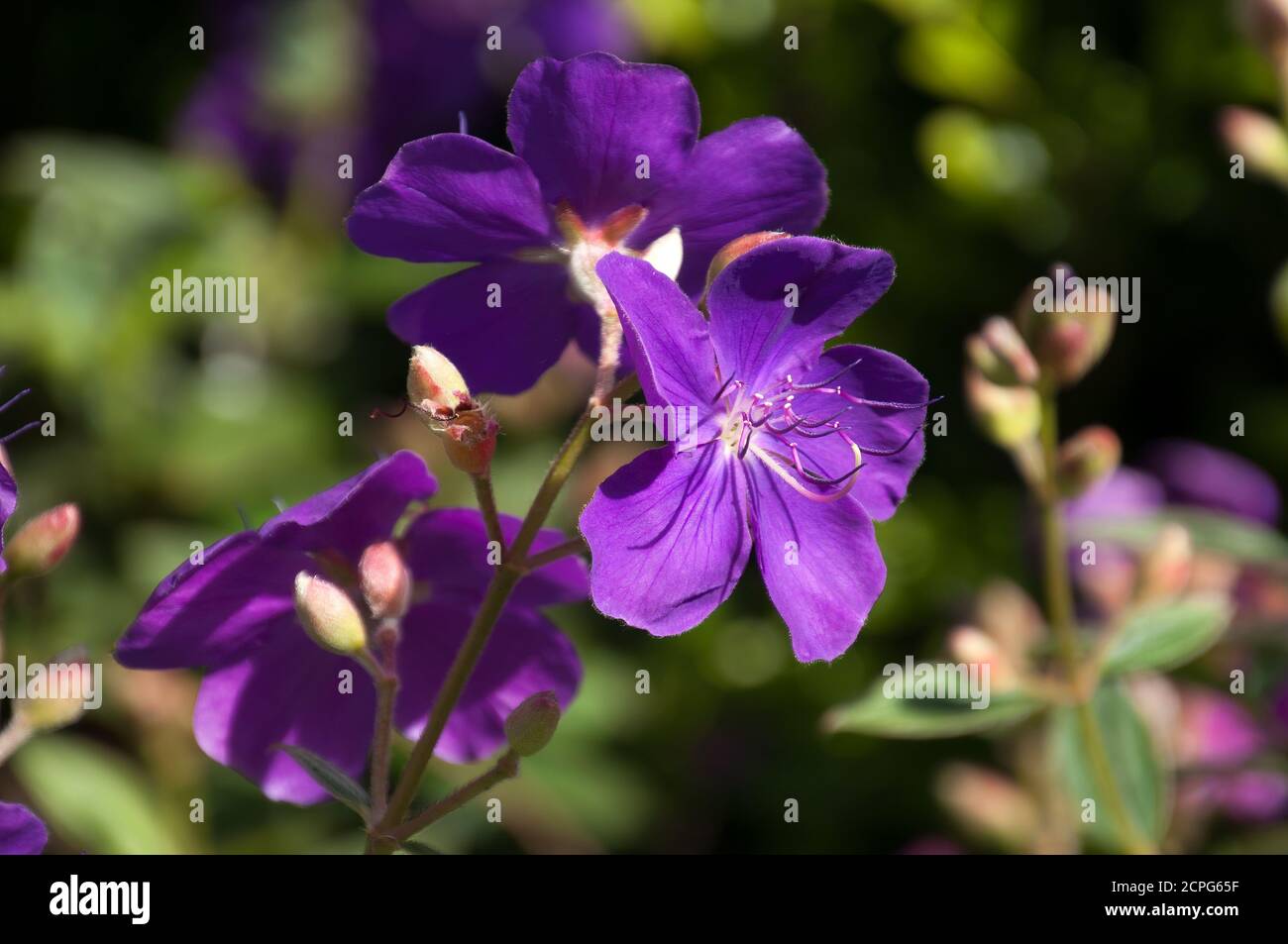 Lassiandra flower hi-res stock photography and images - Alamy