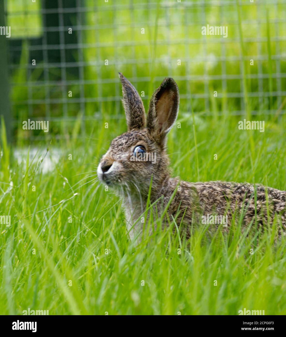 European Brown Hare (Lepus europaeus) Leveret in care at wildlife ...