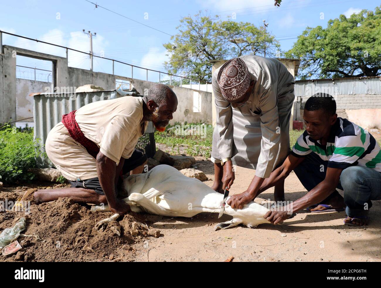 Faithful goat hi-res stock photography and images - Alamy