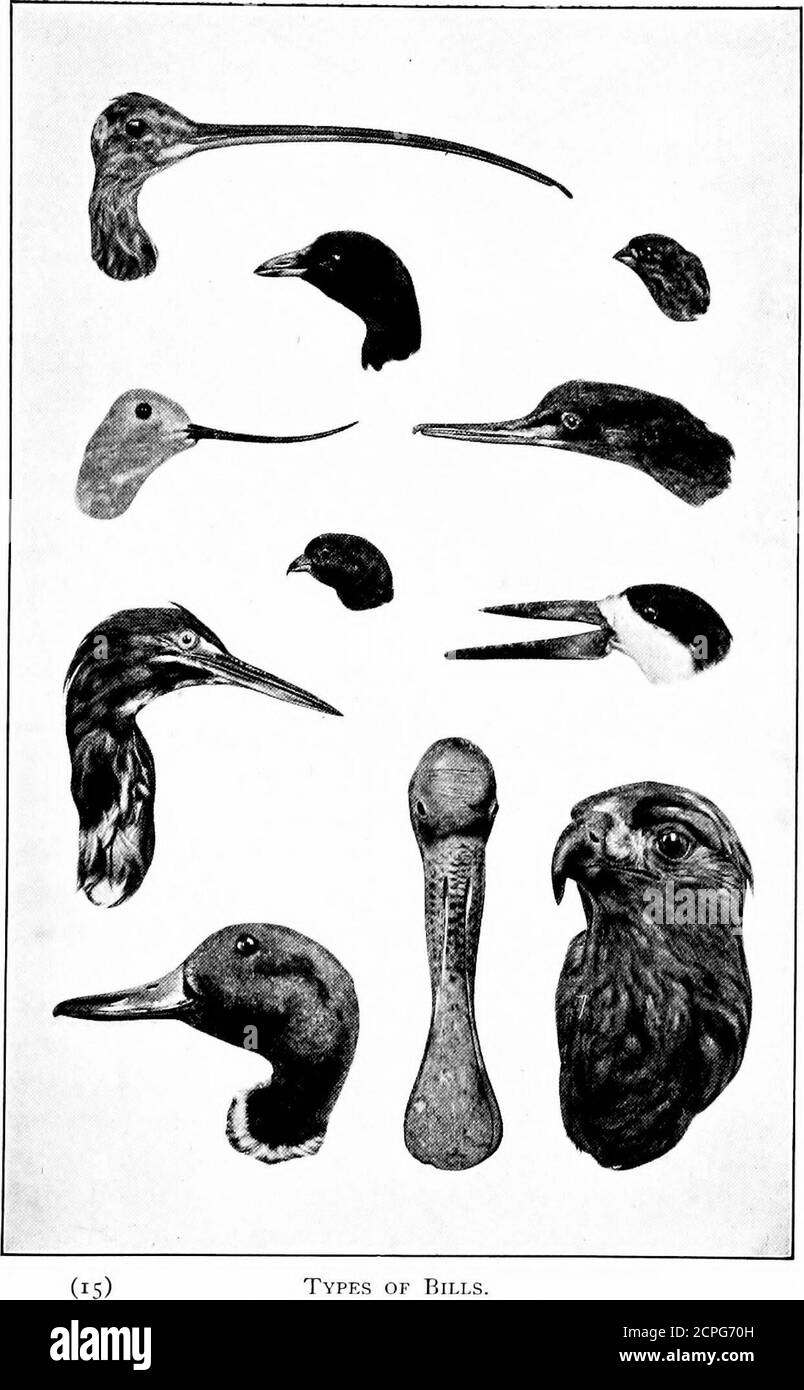 Doff and don Cut Out Stock Images & Pictures - Alamy