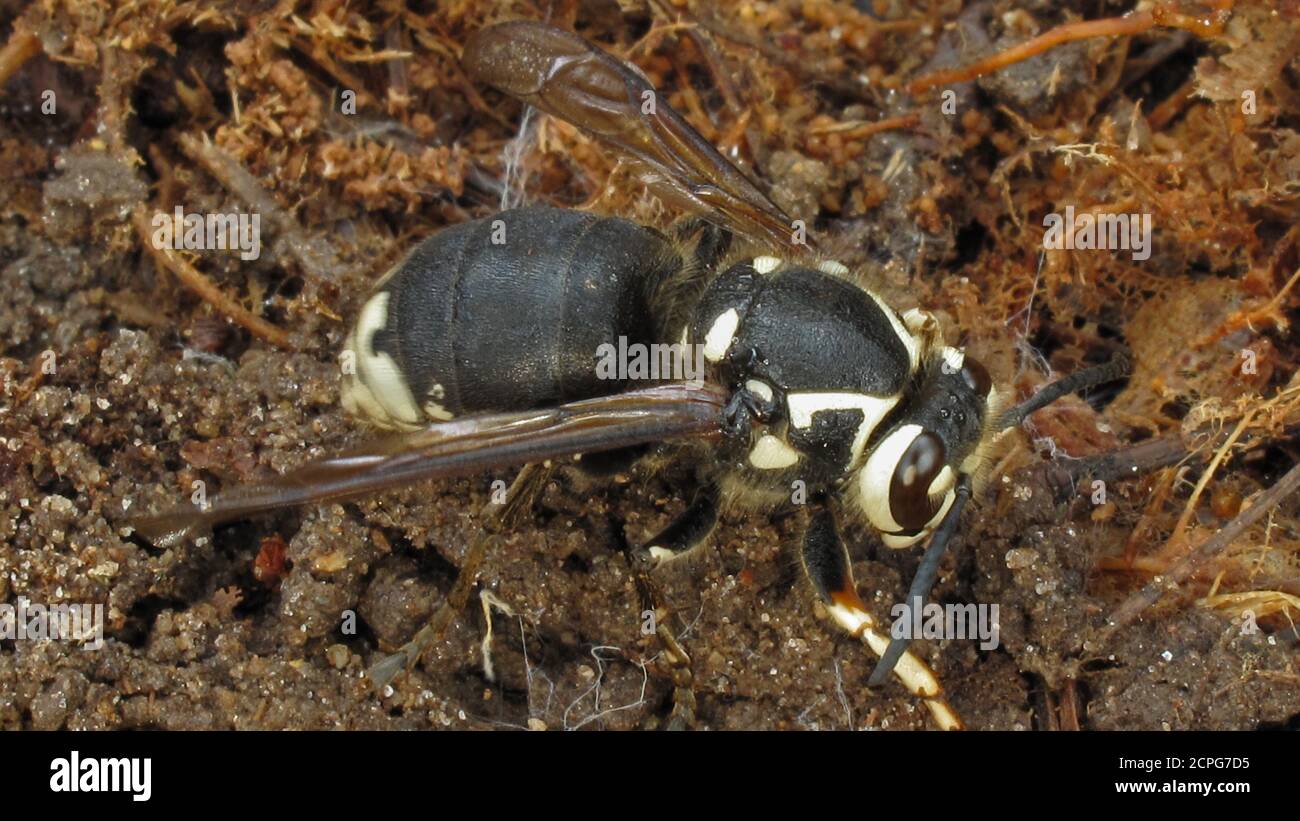 Asian Giant Hornet Bee High Resolution Stock Photography and Images - Alamy