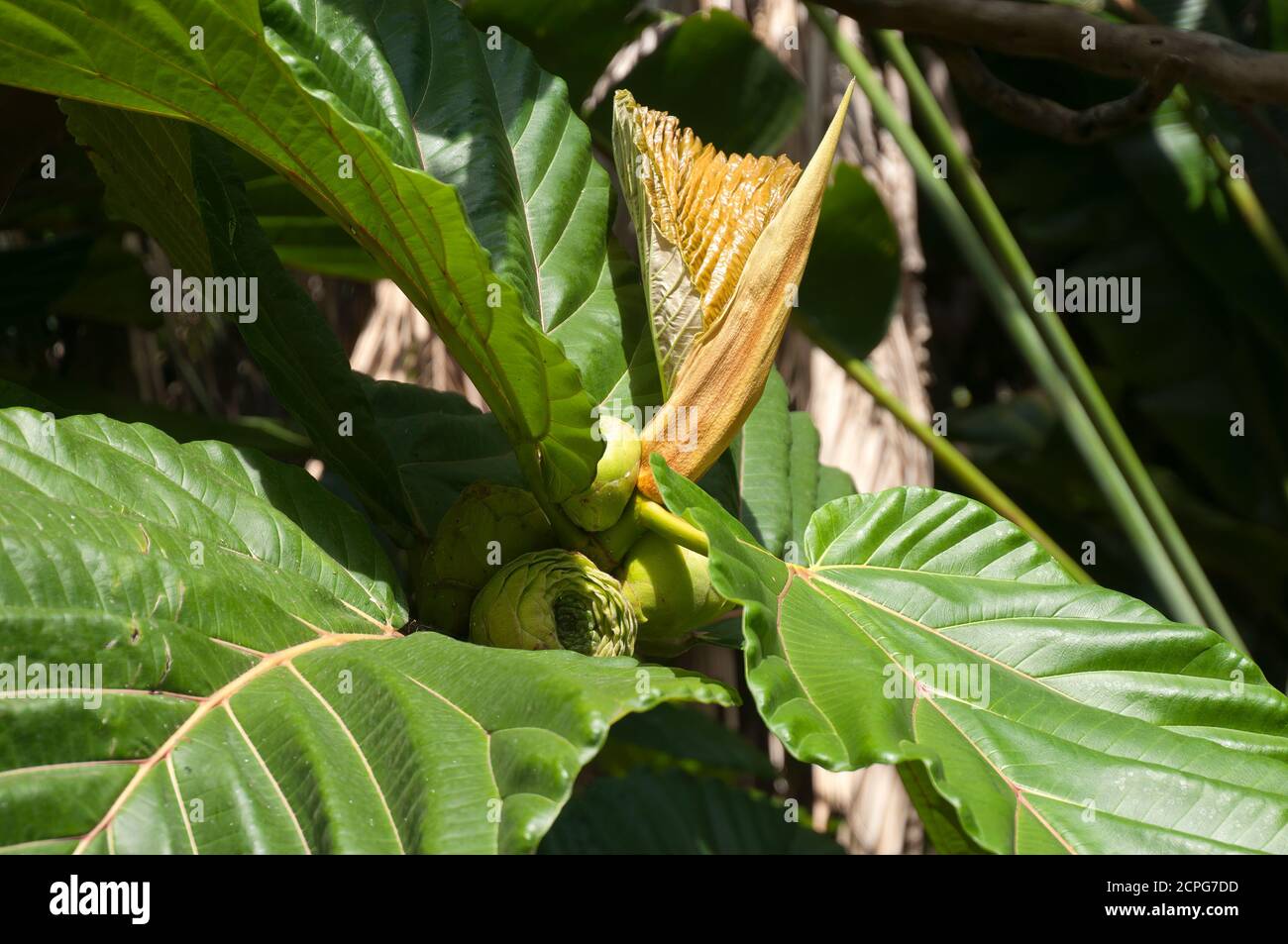 Sydney Australia, huge pleated leaves of a ficus dammaropsis or dinner ...