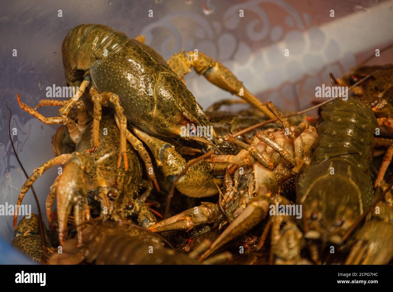 Crayfish in a bucket. Green crayfish not boiled Stock Photo - Alamy