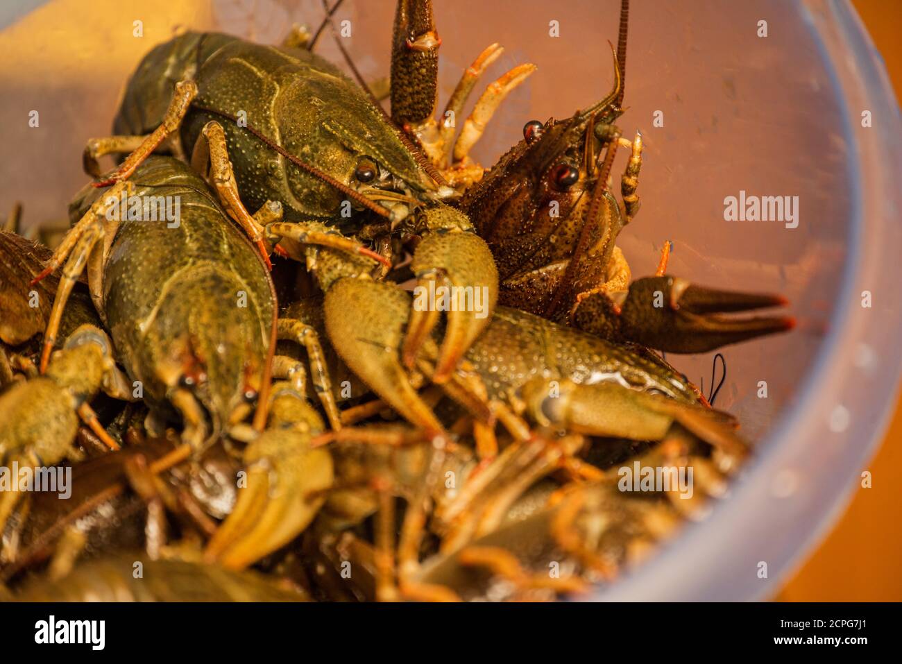 Crayfish in a bucket. Green crayfish not boiled Stock Photo - Alamy Crayfish in a bucket. Green crayfish not boiled Stock Photo - Alamy
