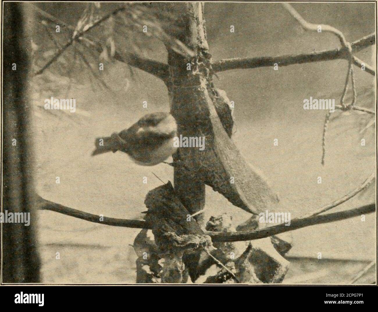 Pig suet hi-res stock photography and images - Alamy