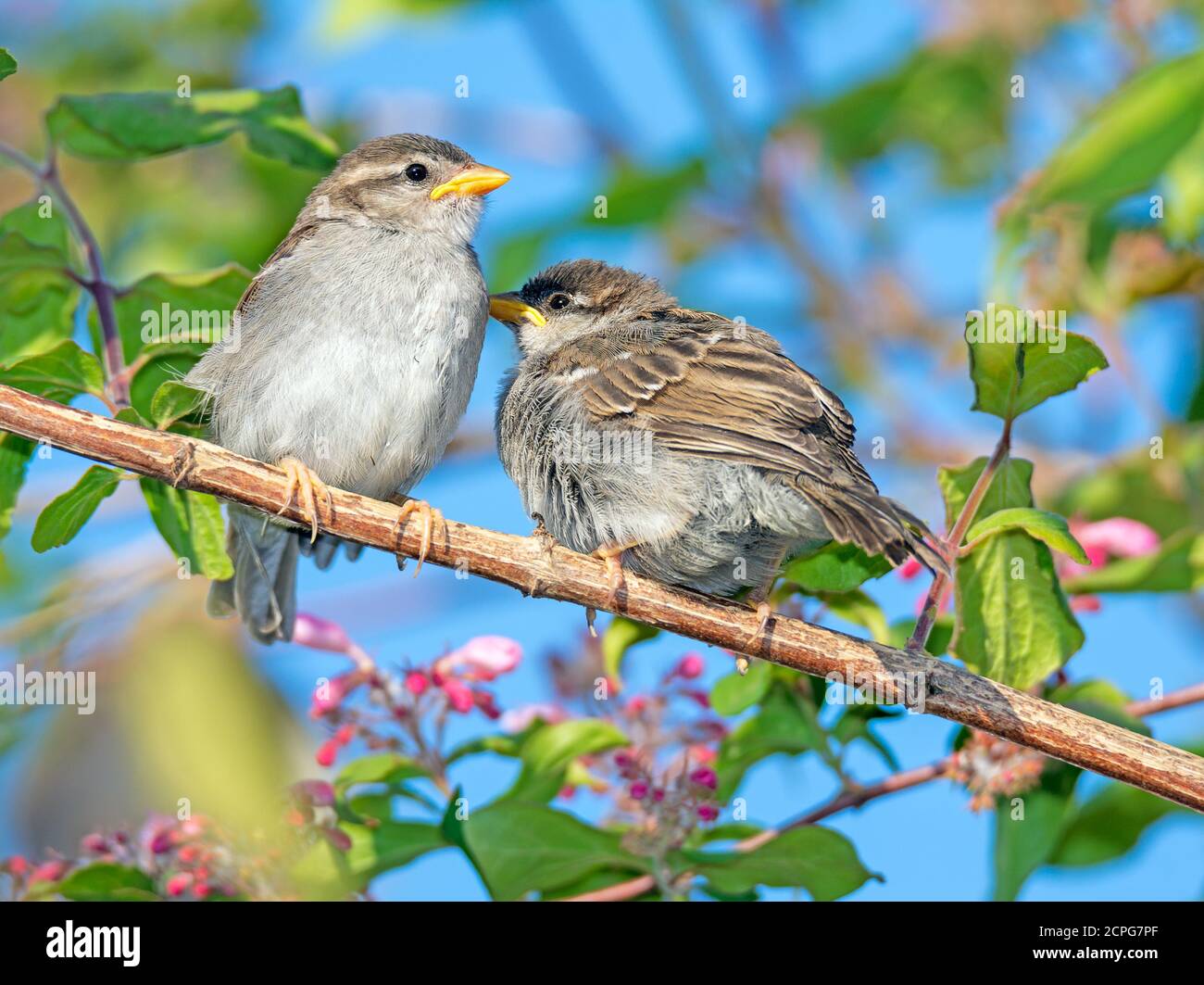 Two sparrows sit on hi-res stock photography and images - Alamy