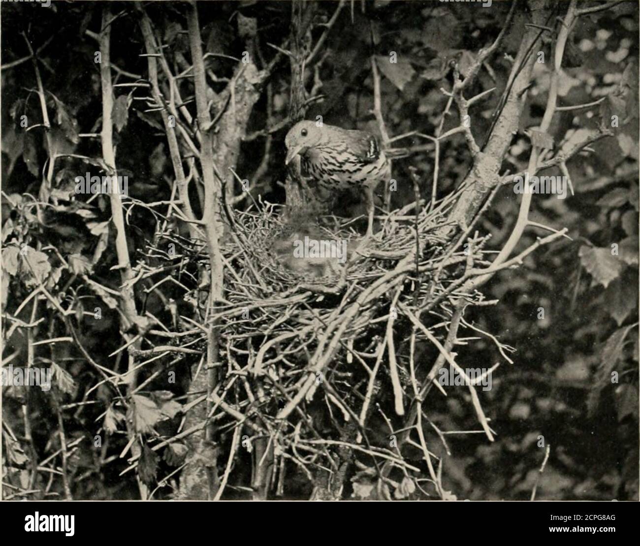 1900 home designs hi-res stock photography and images - Alamy