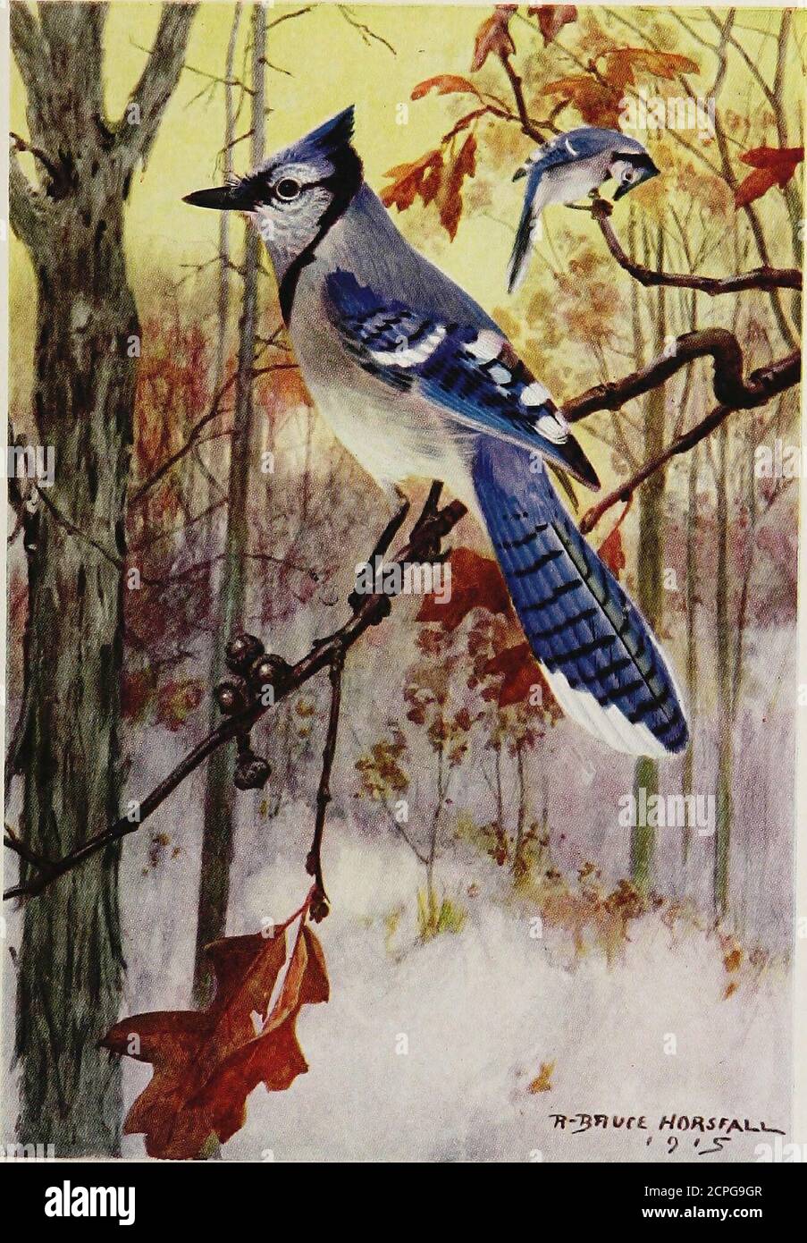 Dead blue jay hi-res stock photography and images - Alamy