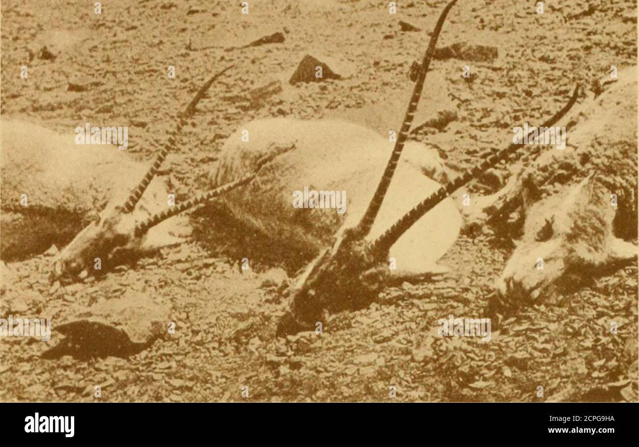 . Records of big game : with their distribution, characteristics ...