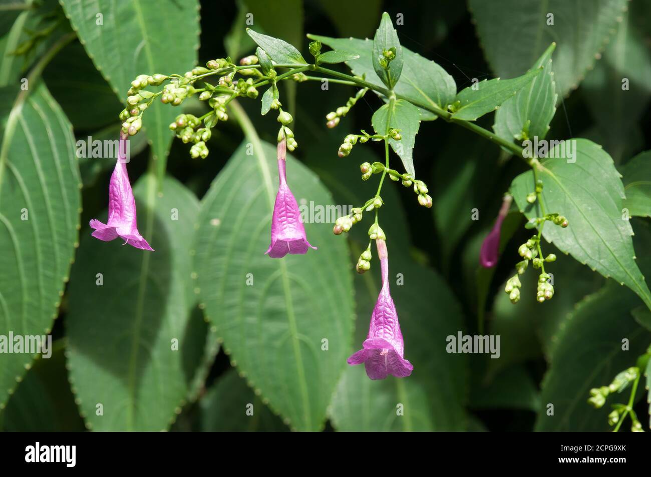 Sydney Australia, flower stem of a Pink Strobilanthes or chinese rain ...