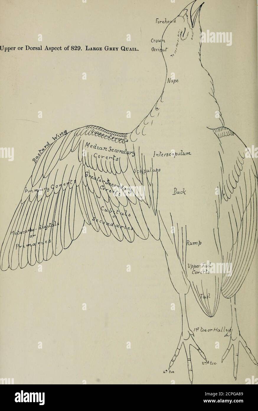 Uropygiales hi-res stock photography and images - Alamy