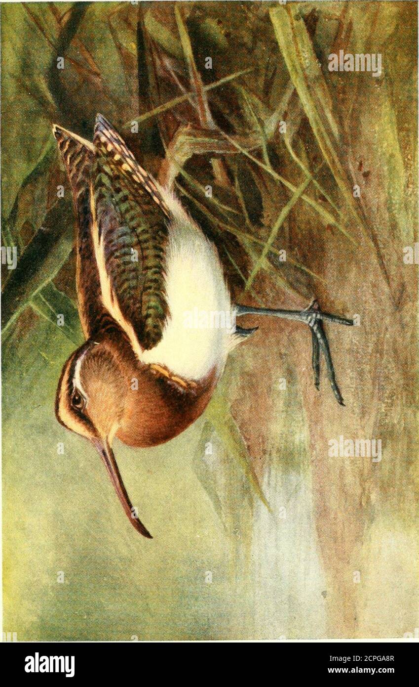 Egyptian Nile Birds And People High Resolution Stock Photography and ...