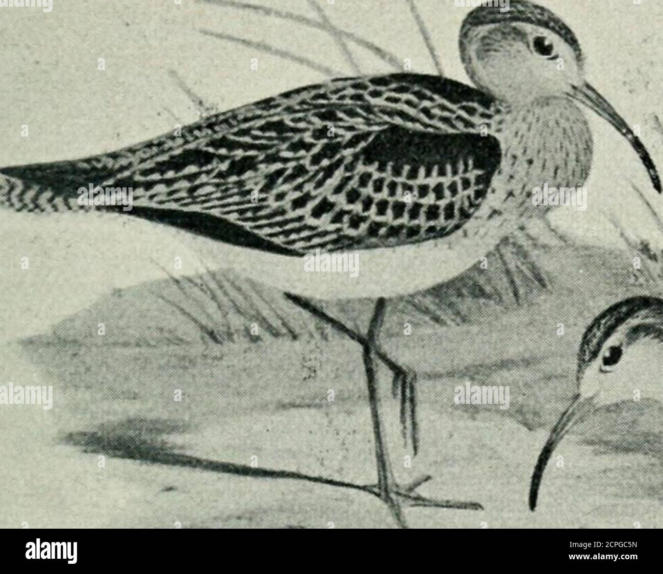 Black ants l hi-res stock photography and images - Alamy