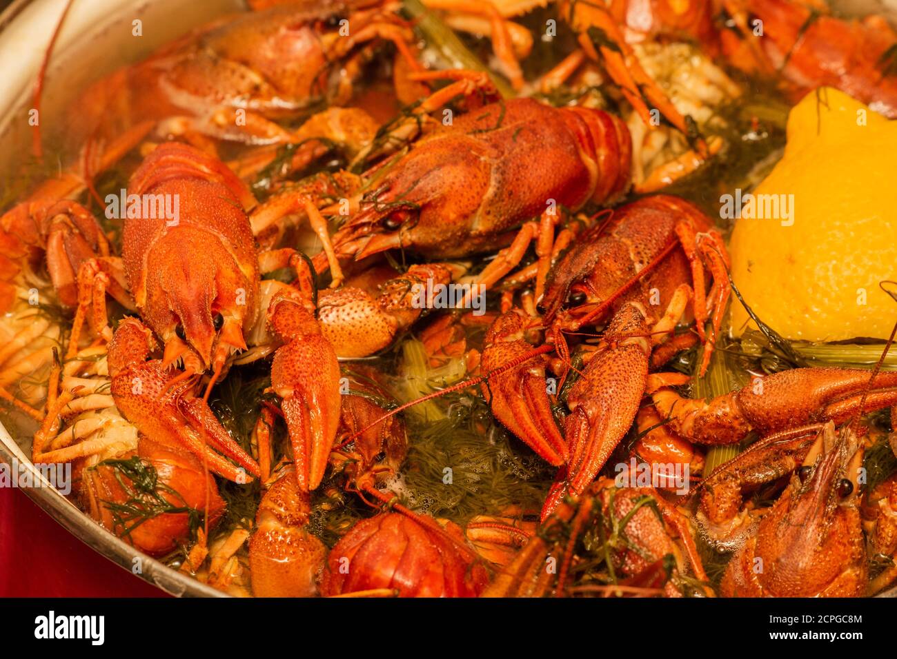 Cooking freshwater crayfish in a pan. Crayfish boil in boiling water ...