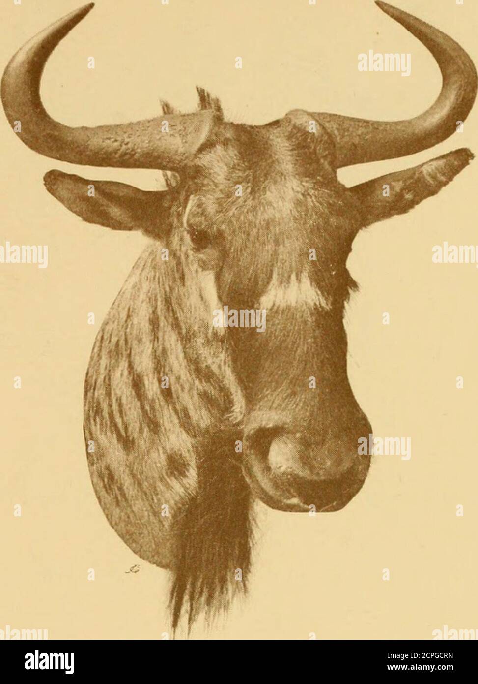 Col walter elliott hi-res stock photography and images - Alamy