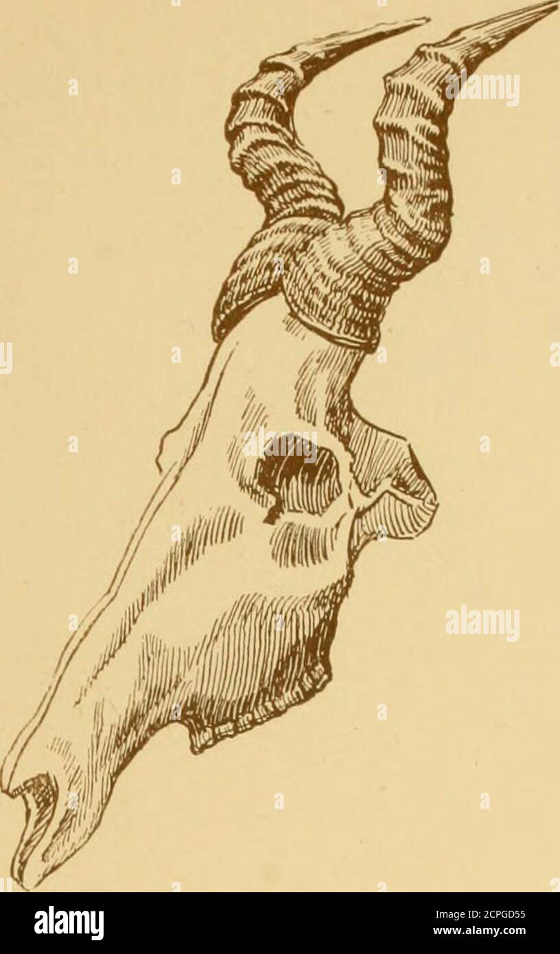 Earl of sefton hi-res stock photography and images - Alamy