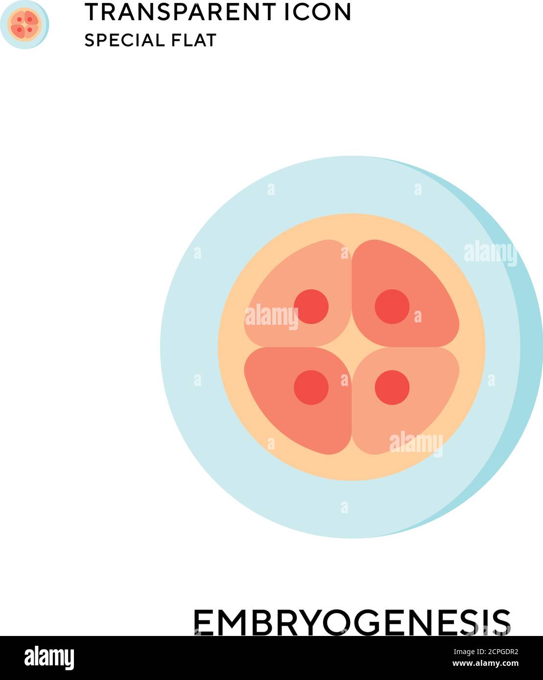 Embryo implantation human Stock Vector Images - Alamy