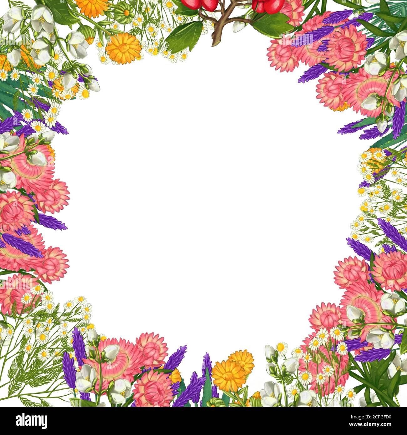 Hand drawn medicinal plant frame. Healing herbs border. isolated on ...