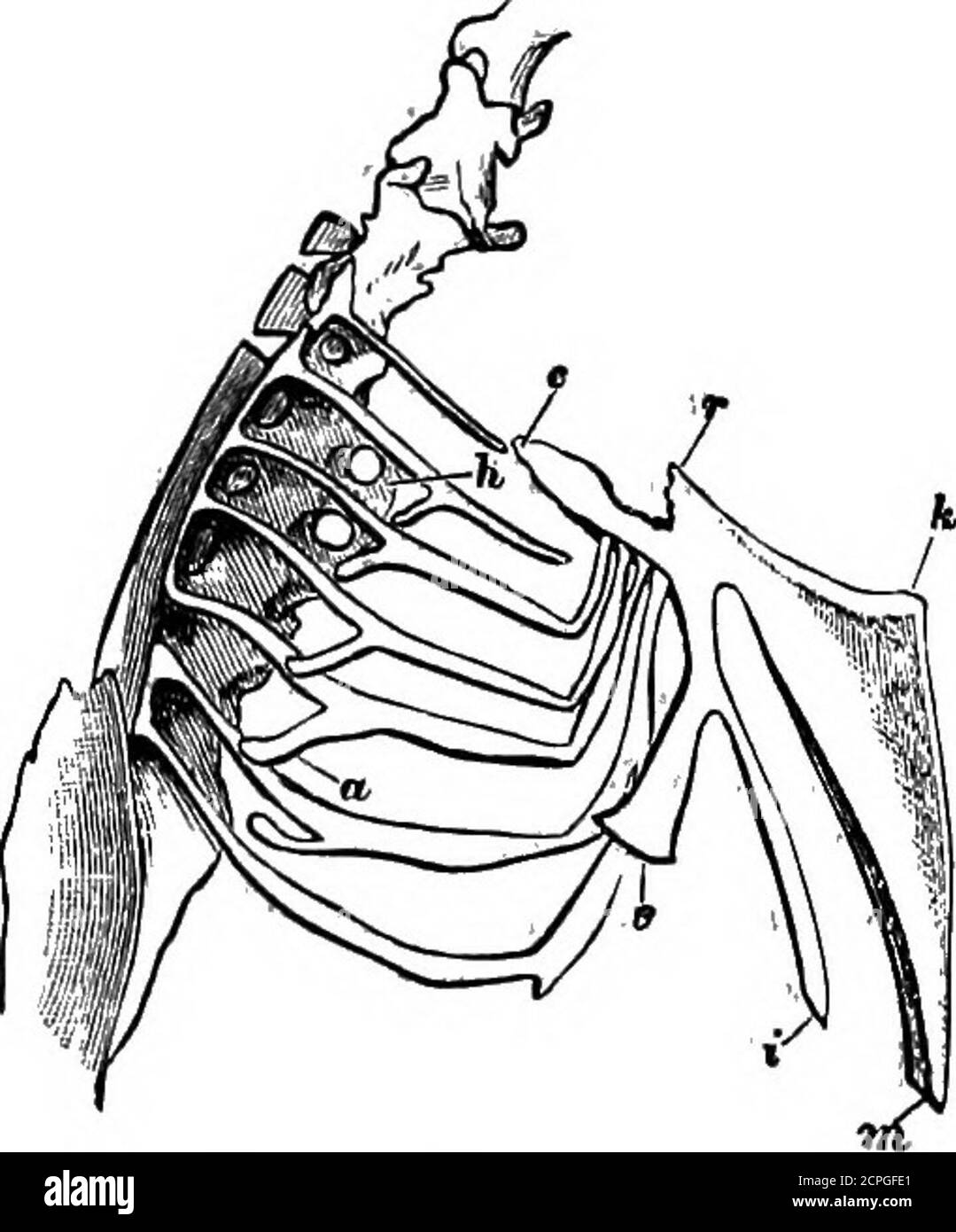 Uncinate Process Birds