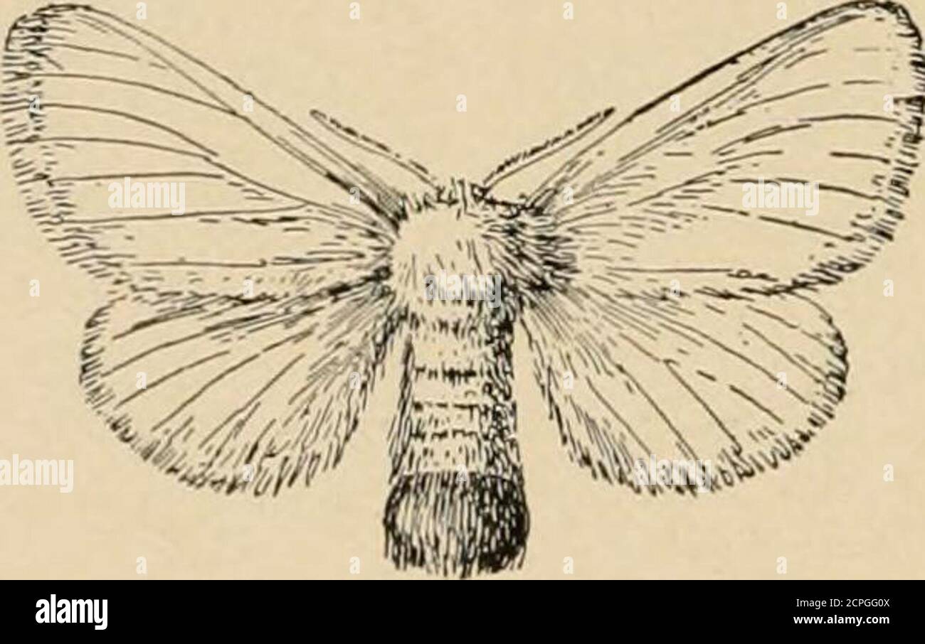 Terflies hi-res stock photography and images - Alamy