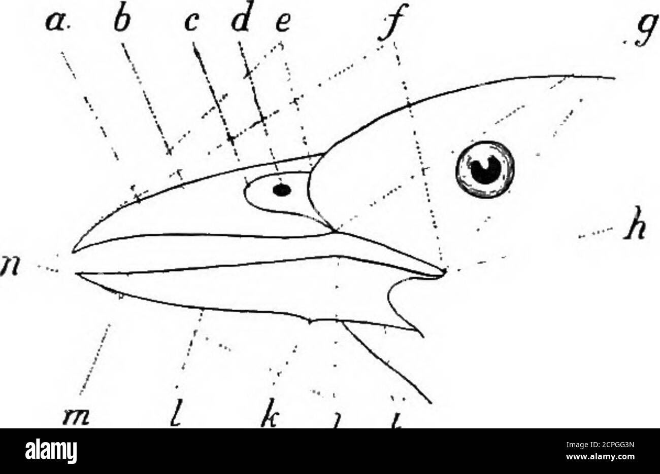 Viewed in profile Cut Out Stock Images & Pictures - Alamy