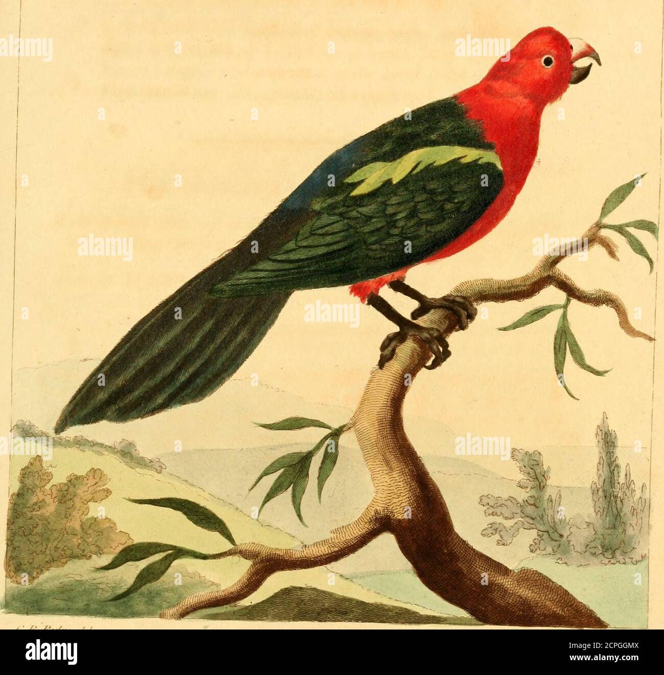 . Musei Leveriani explicatio, anglica et latina . adeo affinenij ut non ...