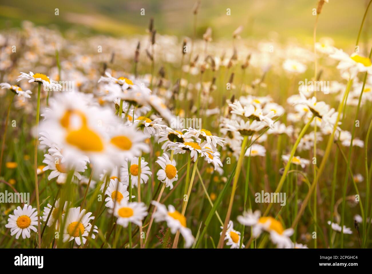 Wild daisy flowers in sunlight in summer Stock Photo - Alamy