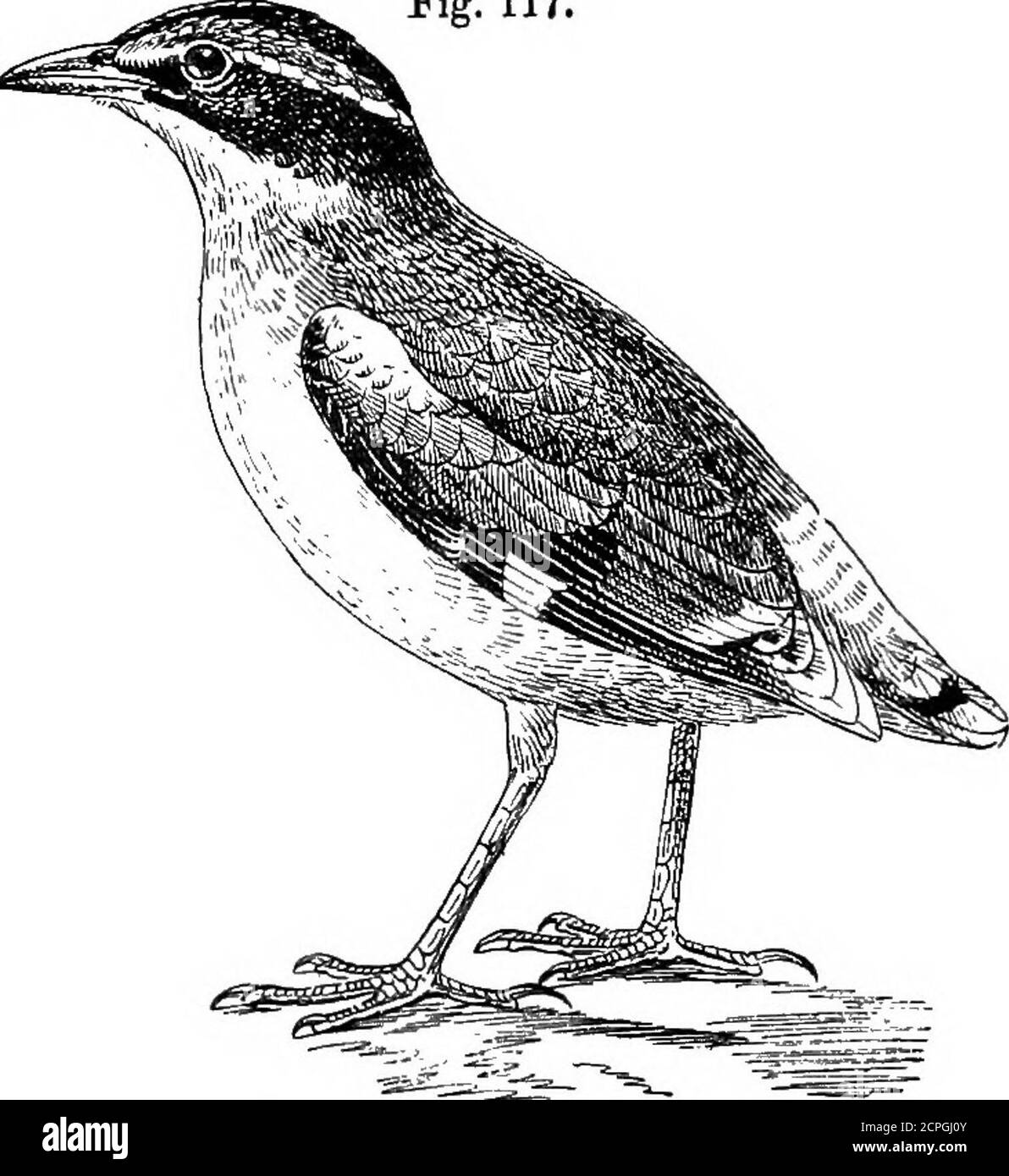 . Birds: the elements of ornithology . The Crested Lark {Gcderita ...