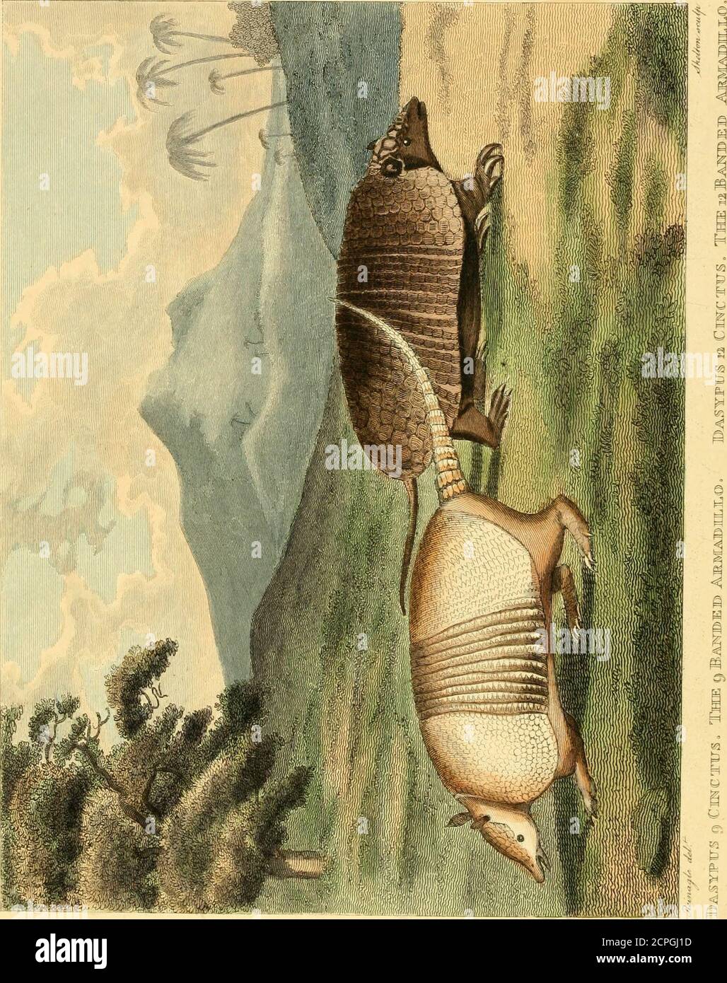 Radicibus hi-res stock photography and images - Alamy