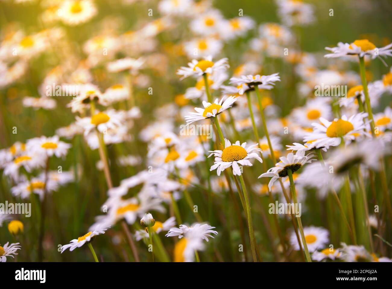 Wild daisy flowers in sunlight in summer Stock Photo - Alamy
