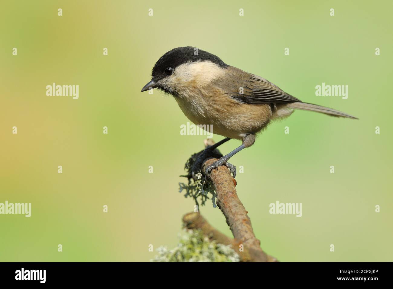Willow tit (Parus montanus) sitting on a branch, Wilden, North Rhine ...