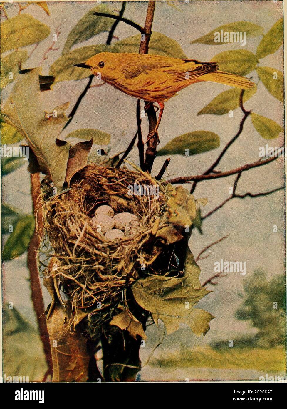 Positively no tree hi-res stock photography and images - Alamy